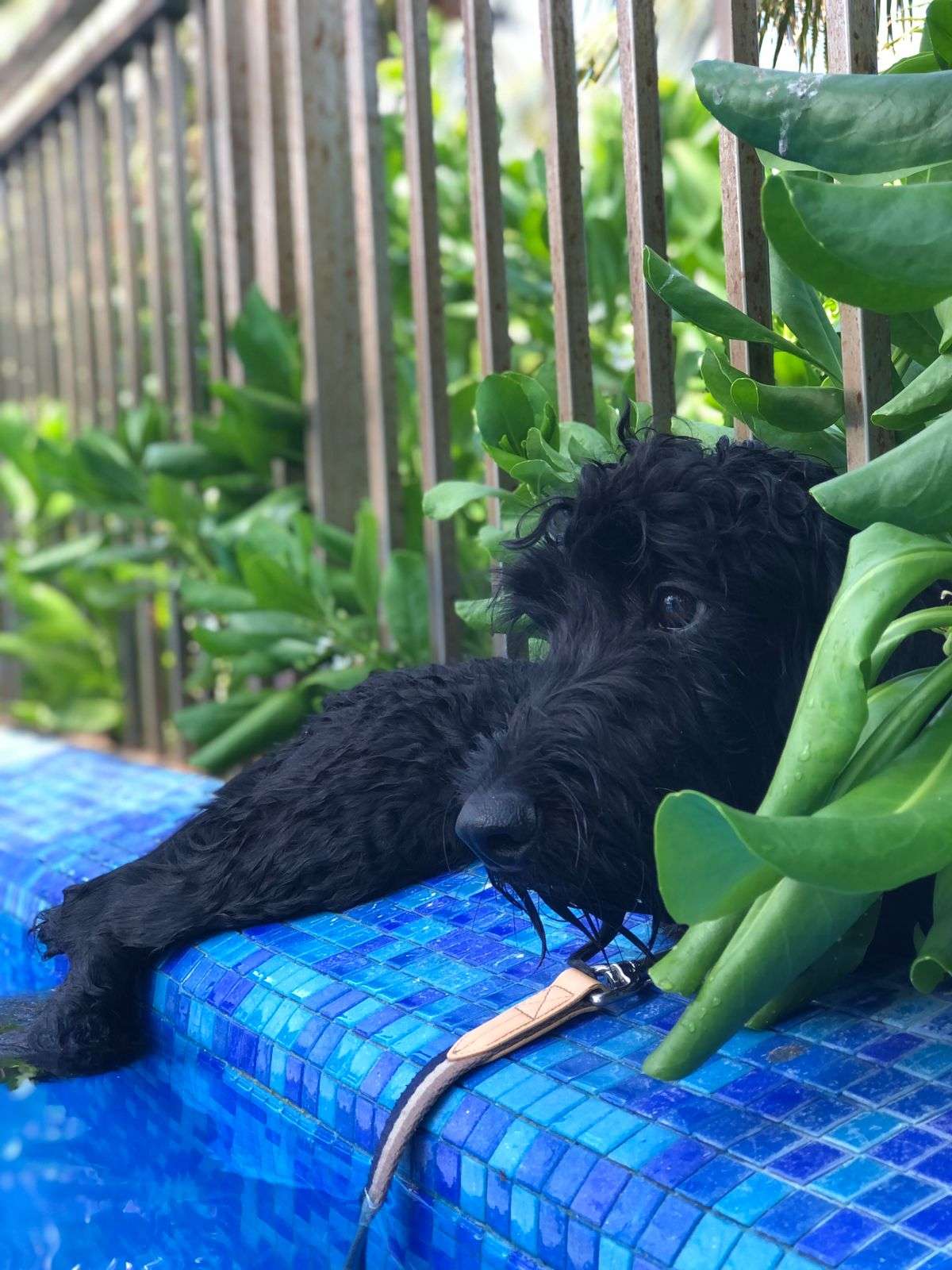 ¡Conoce la Única Alberca para Perros en Cancún!